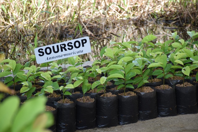 Soursop, lemon, carambola, papaya…. – Department of Public Information ...