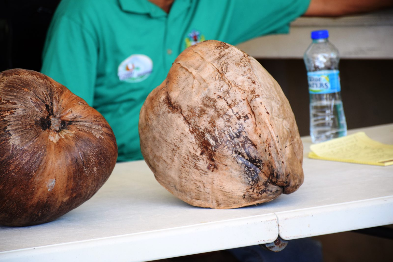 Coconuts more than a commodity – Department of Public Information, Guyana