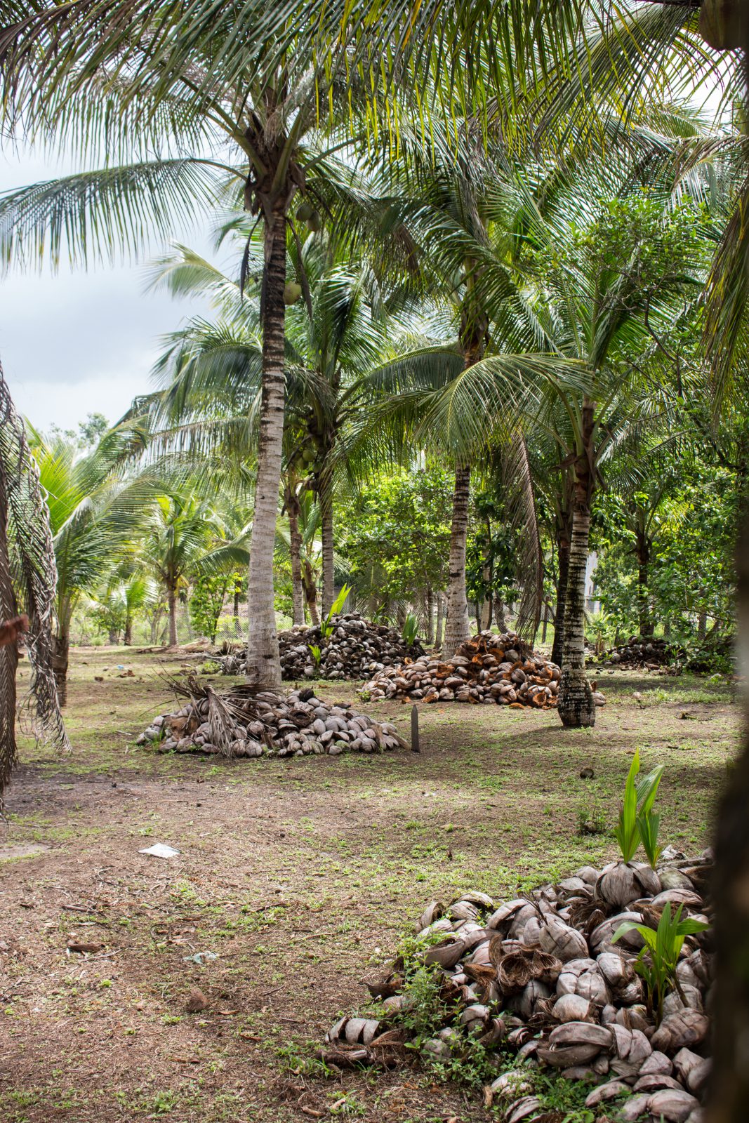 Linden coconut industry in diversification drive – Department of Public ...