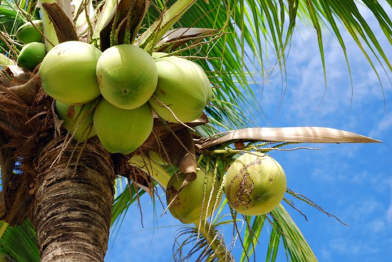 Suriname impressed by Guyana’s flourishing coconut industry ...